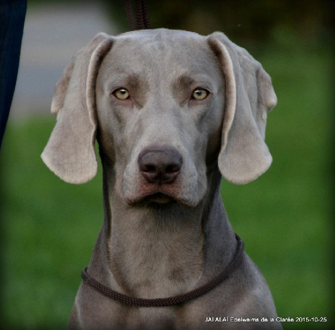 Accueil - Elevage du Domaine de Rupembert - eleveur de chiens Braque de ...
